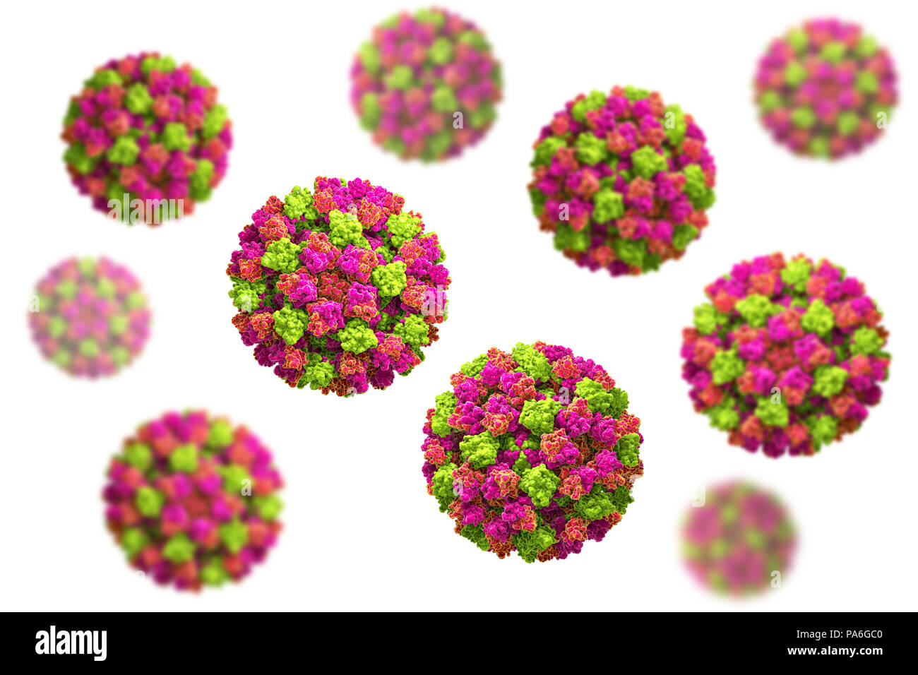 Caliciviridae hi-res stock photography and images - Alamy