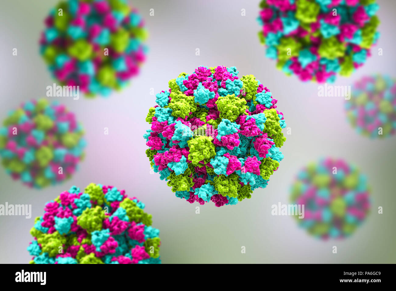 Caliciviridae hi-res stock photography and images - Alamy