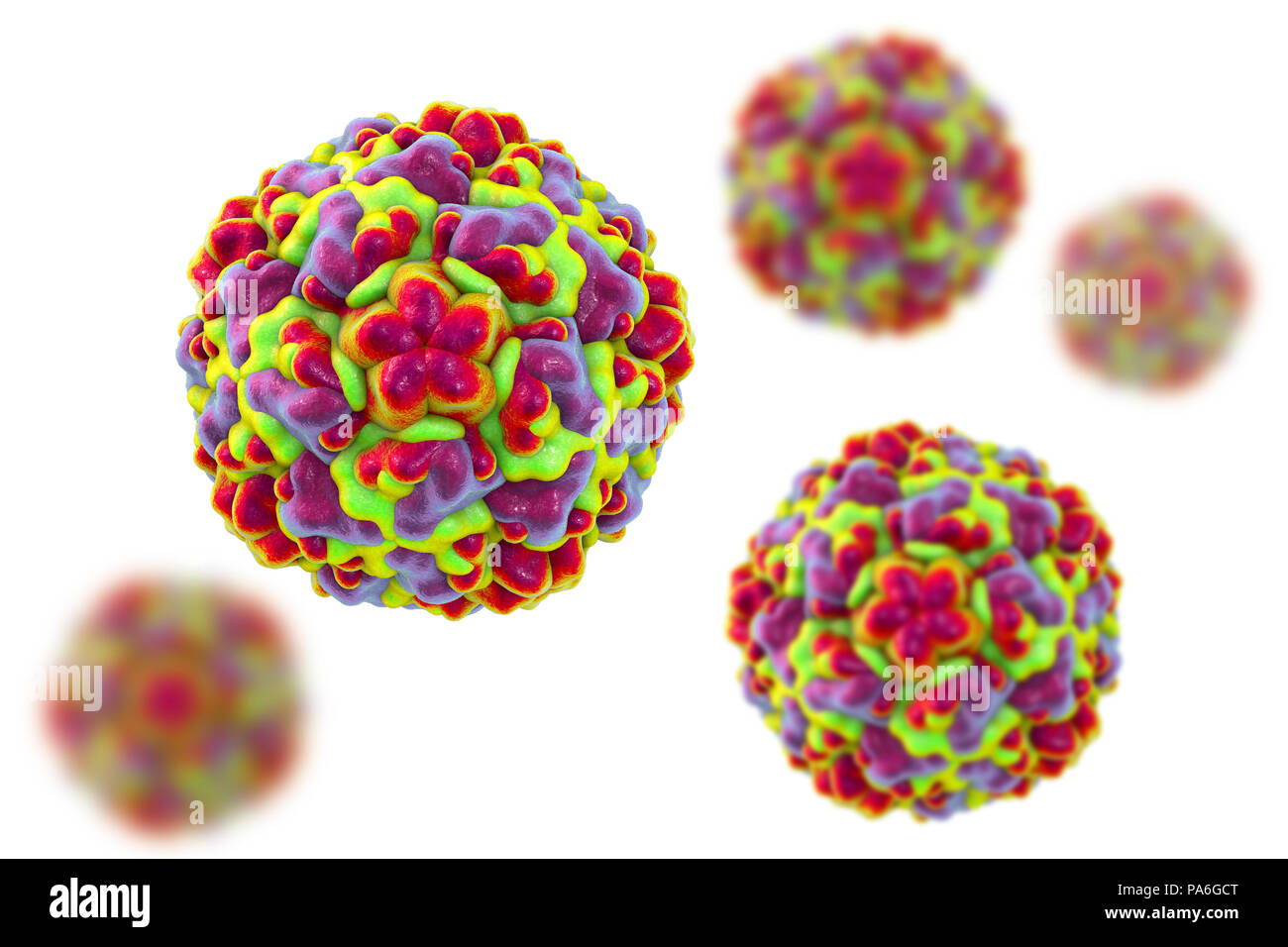 Rhinovirus Common Cold