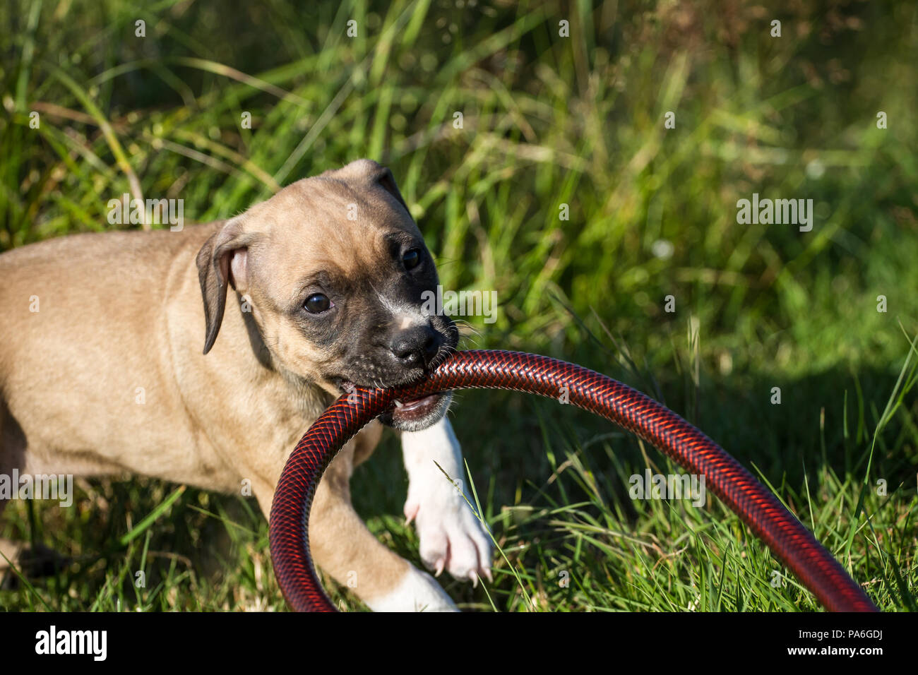 Pit Bull puppy playing on a meadow Stock Photo - Alamy
