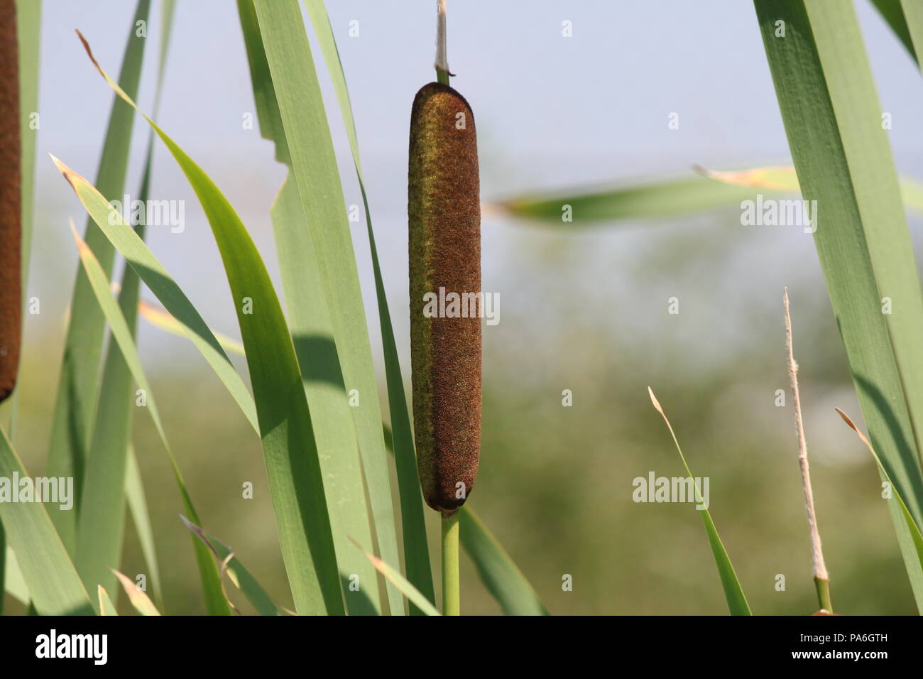 Cattail parts hi-res stock photography and images - Alamy