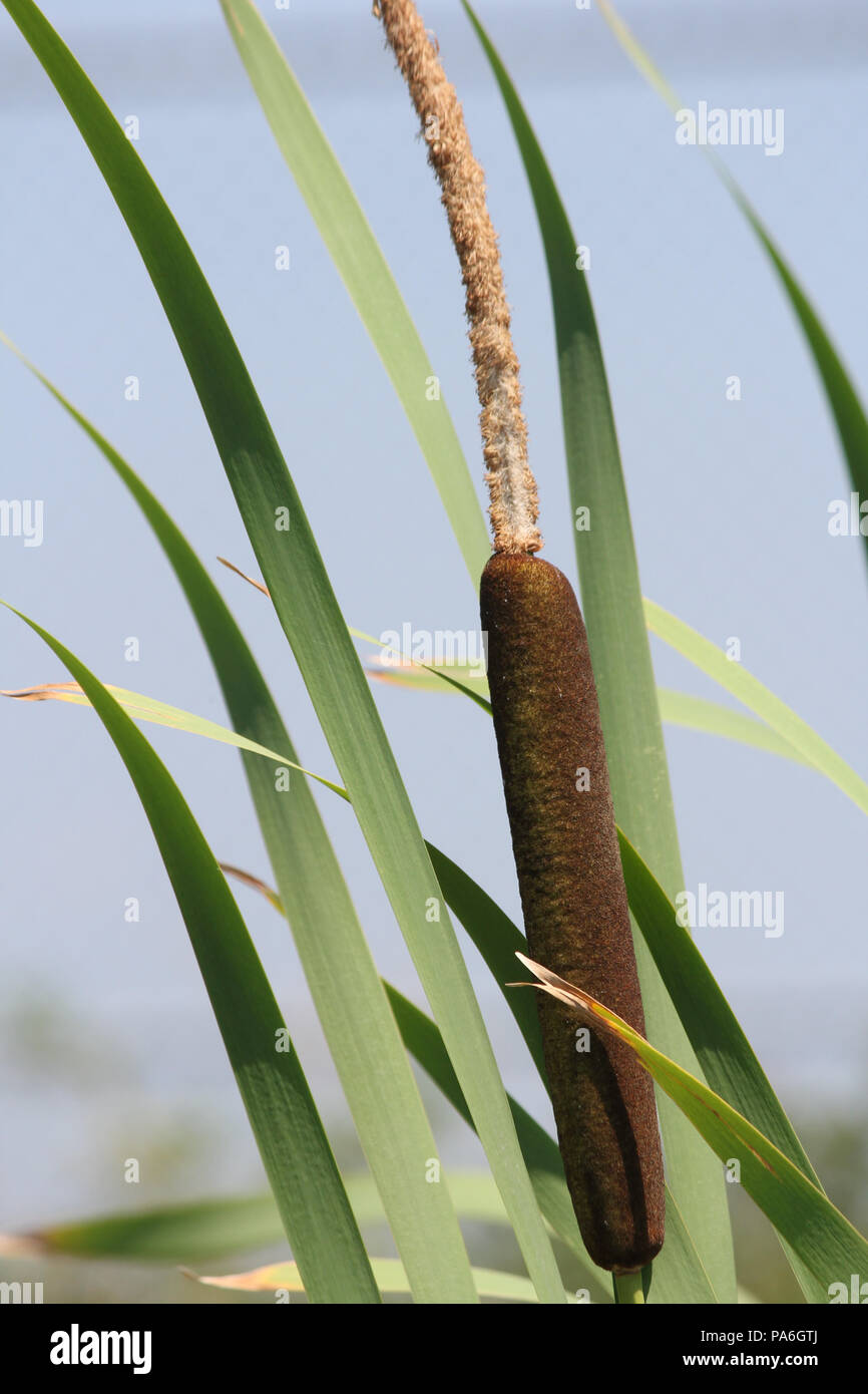 Cattails growing in a roadside ditch early in the summer season. . It ...