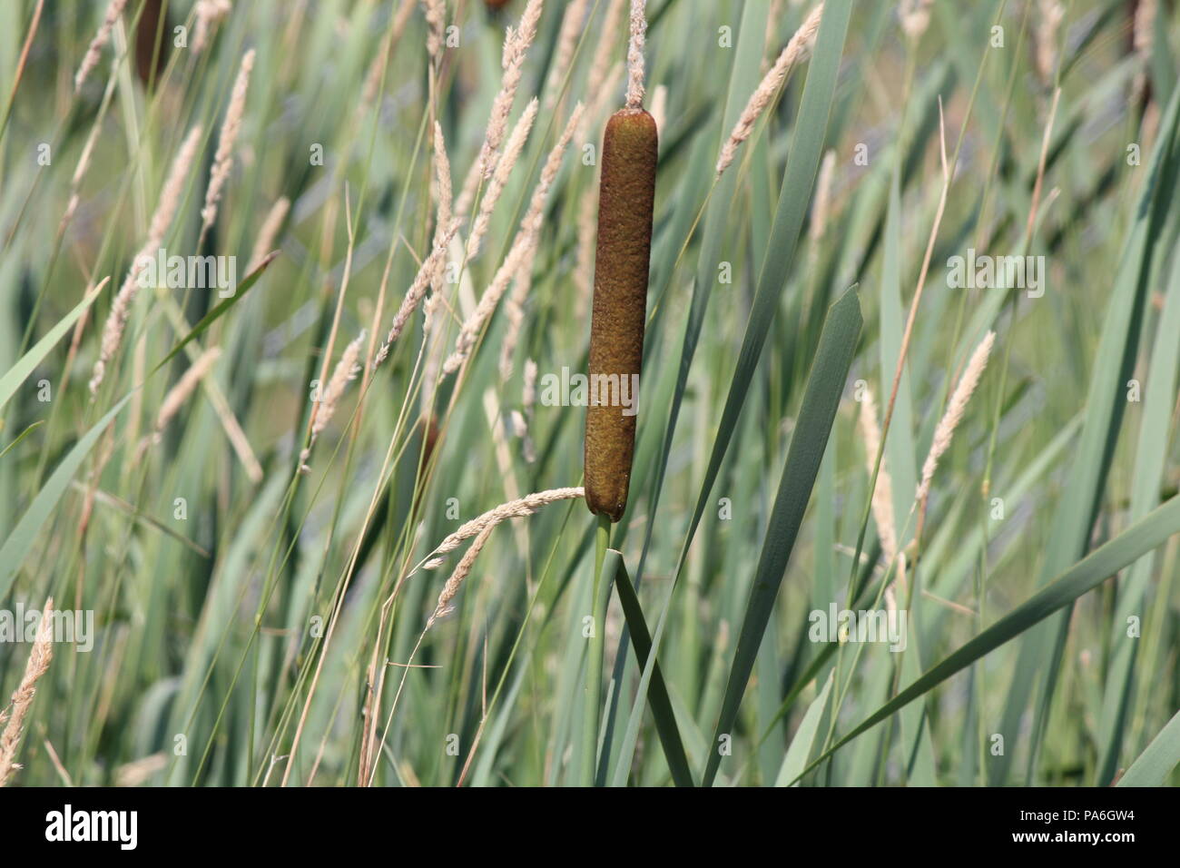 Cattail parts hi-res stock photography and images - Alamy