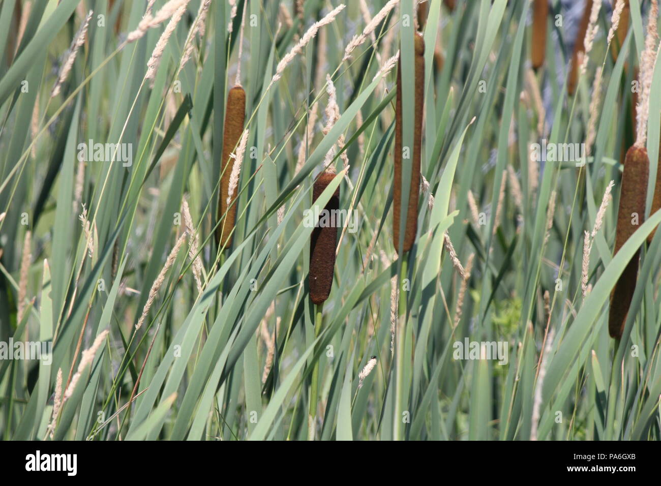 Cattail parts hi-res stock photography and images - Alamy