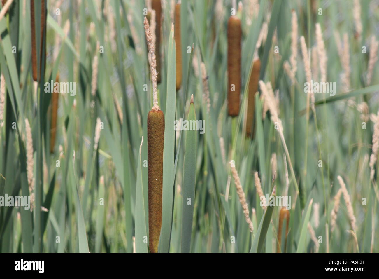 Cattail parts hi-res stock photography and images - Alamy