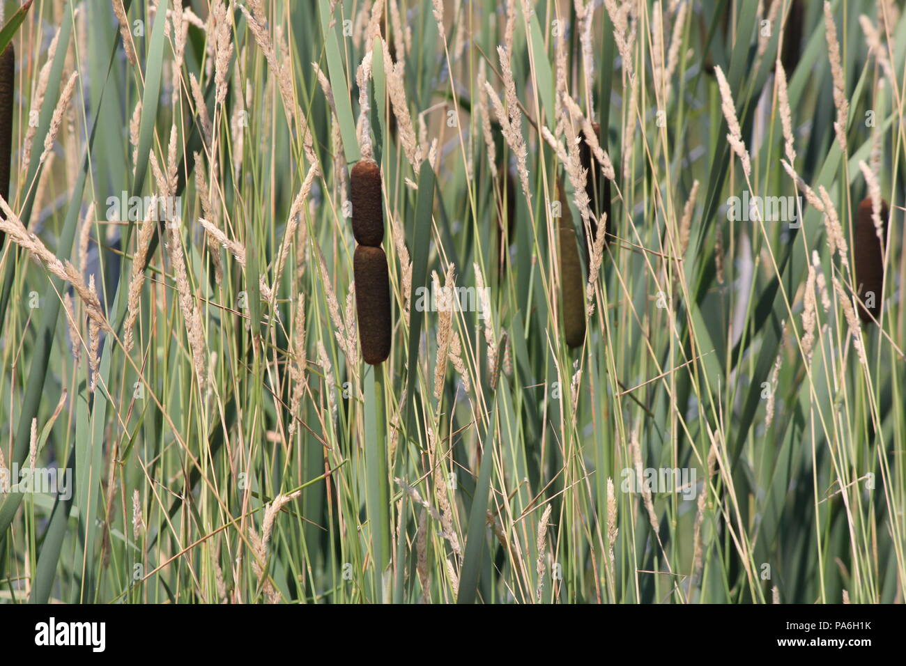 Cattails growing in a roadside ditch early in the summer season. . It ...