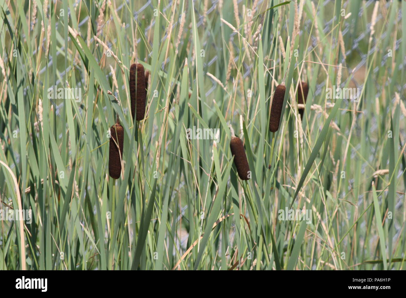 Cattail parts hi-res stock photography and images - Alamy