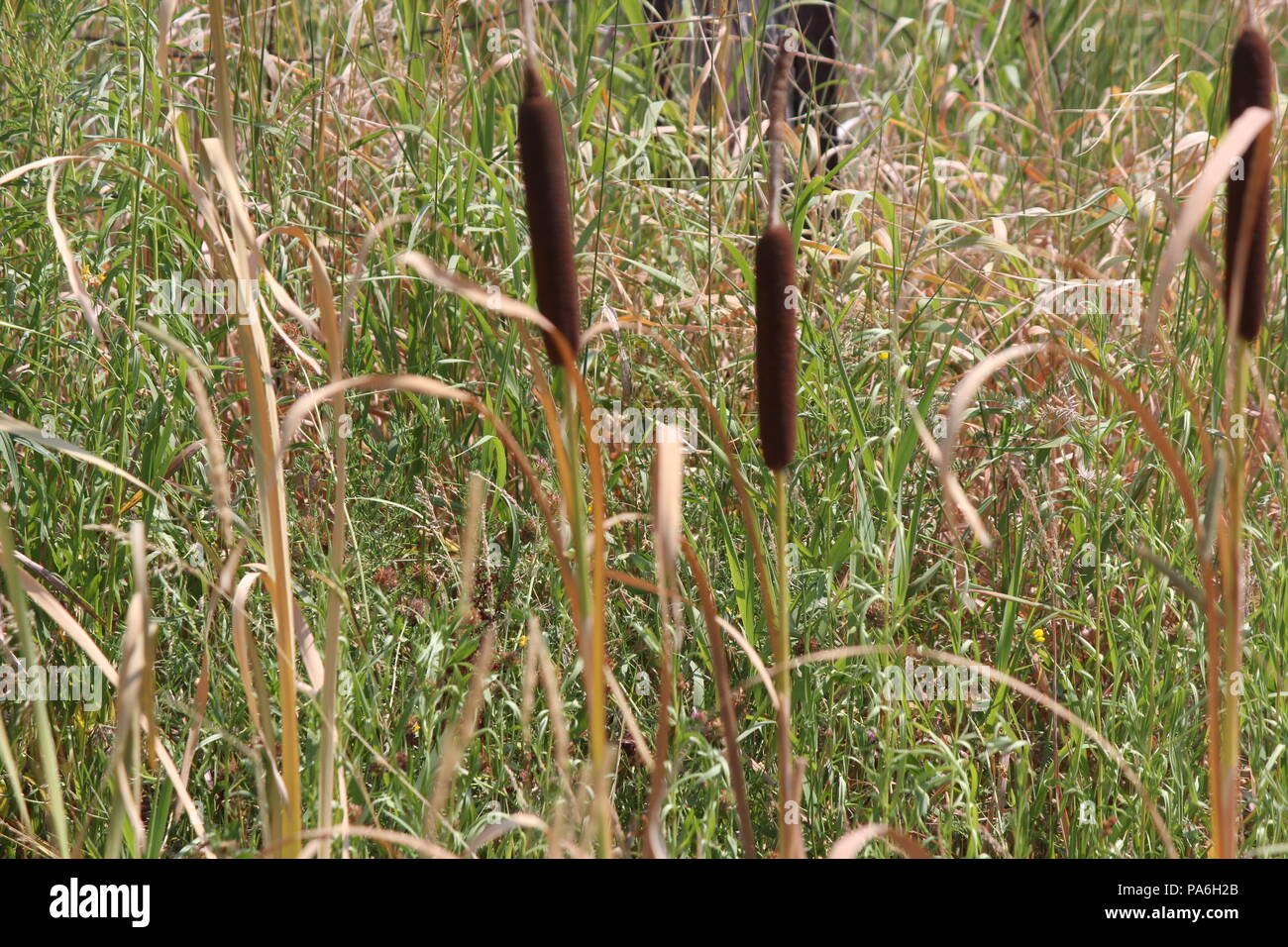 Cattails growing in a roadside ditch early in the summer season. . It ...