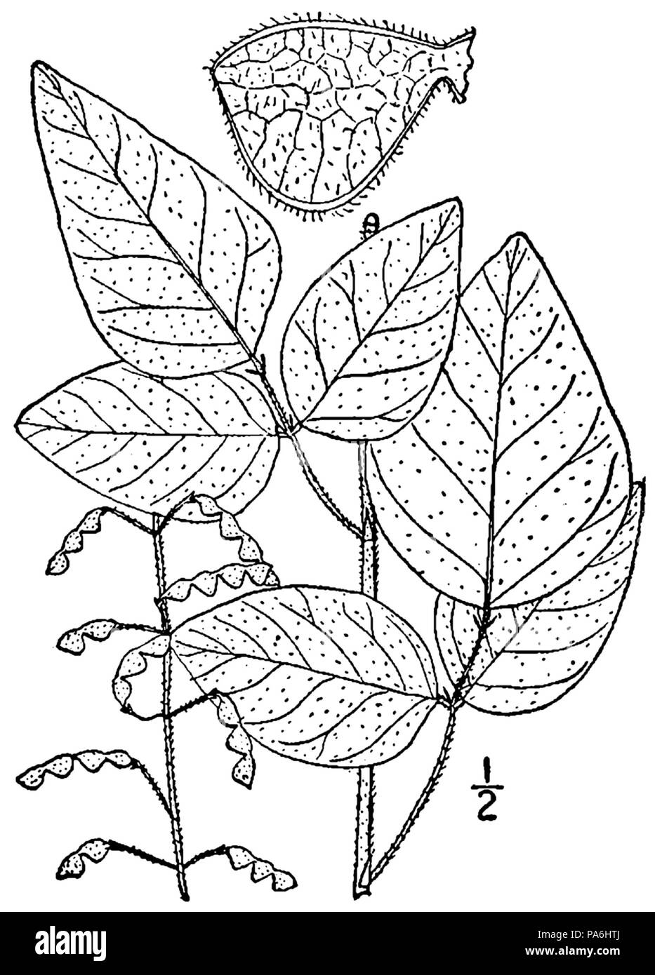 Desmodium hi-res stock photography and images - Alamy