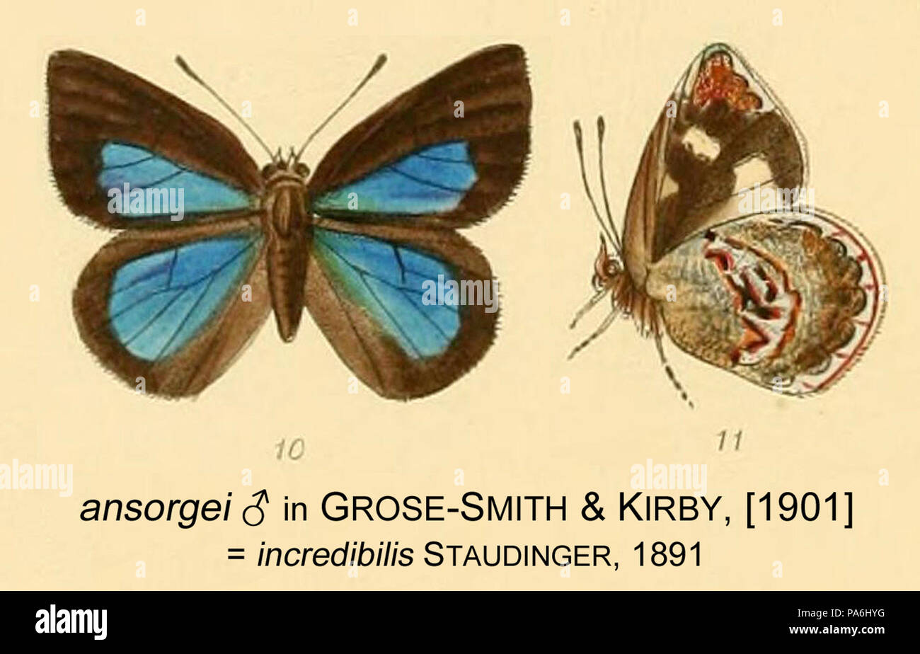 Ansorgei hi-res stock photography and images - Alamy