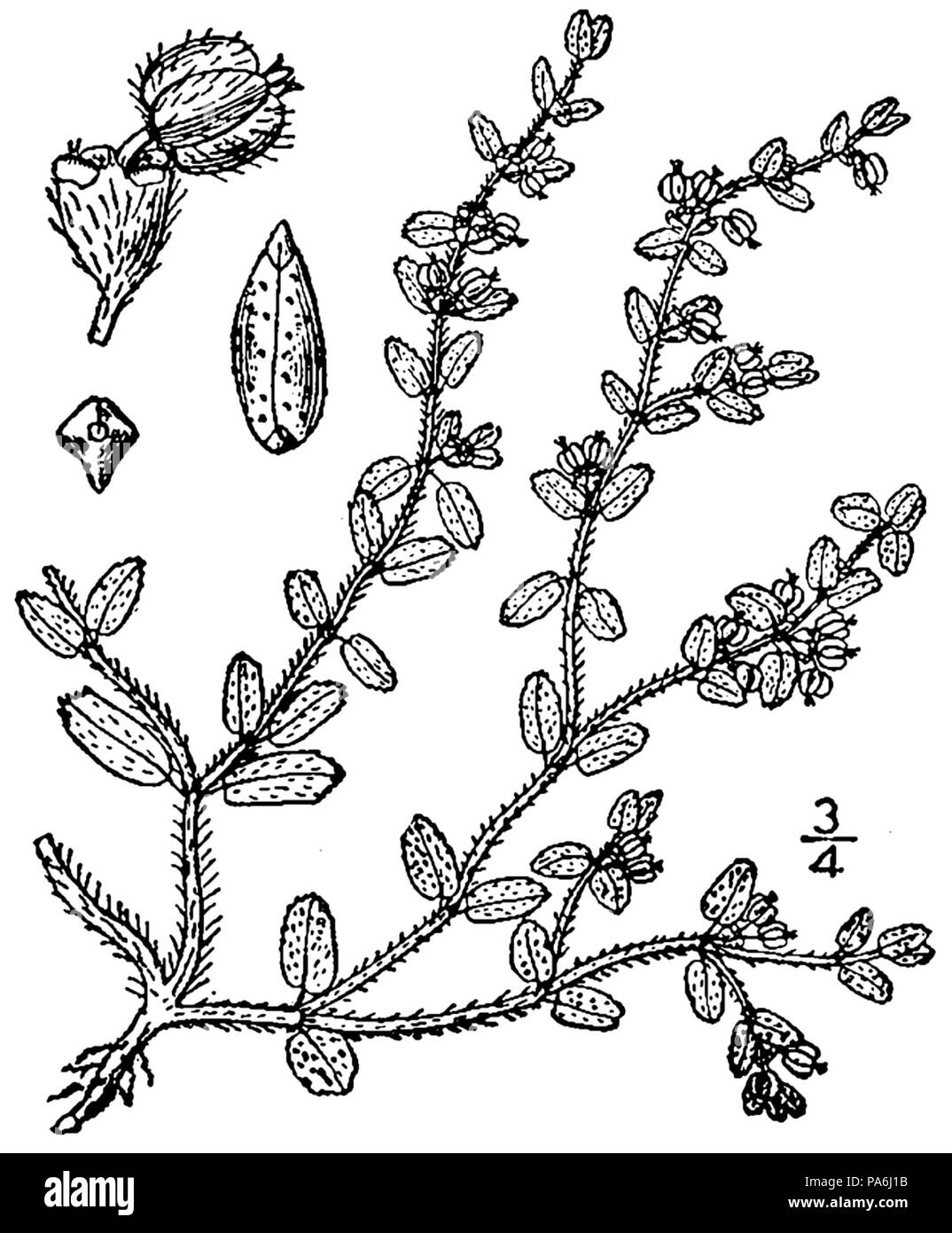 Flowering plant identification Cut Out Stock Images & Pictures - Alamy