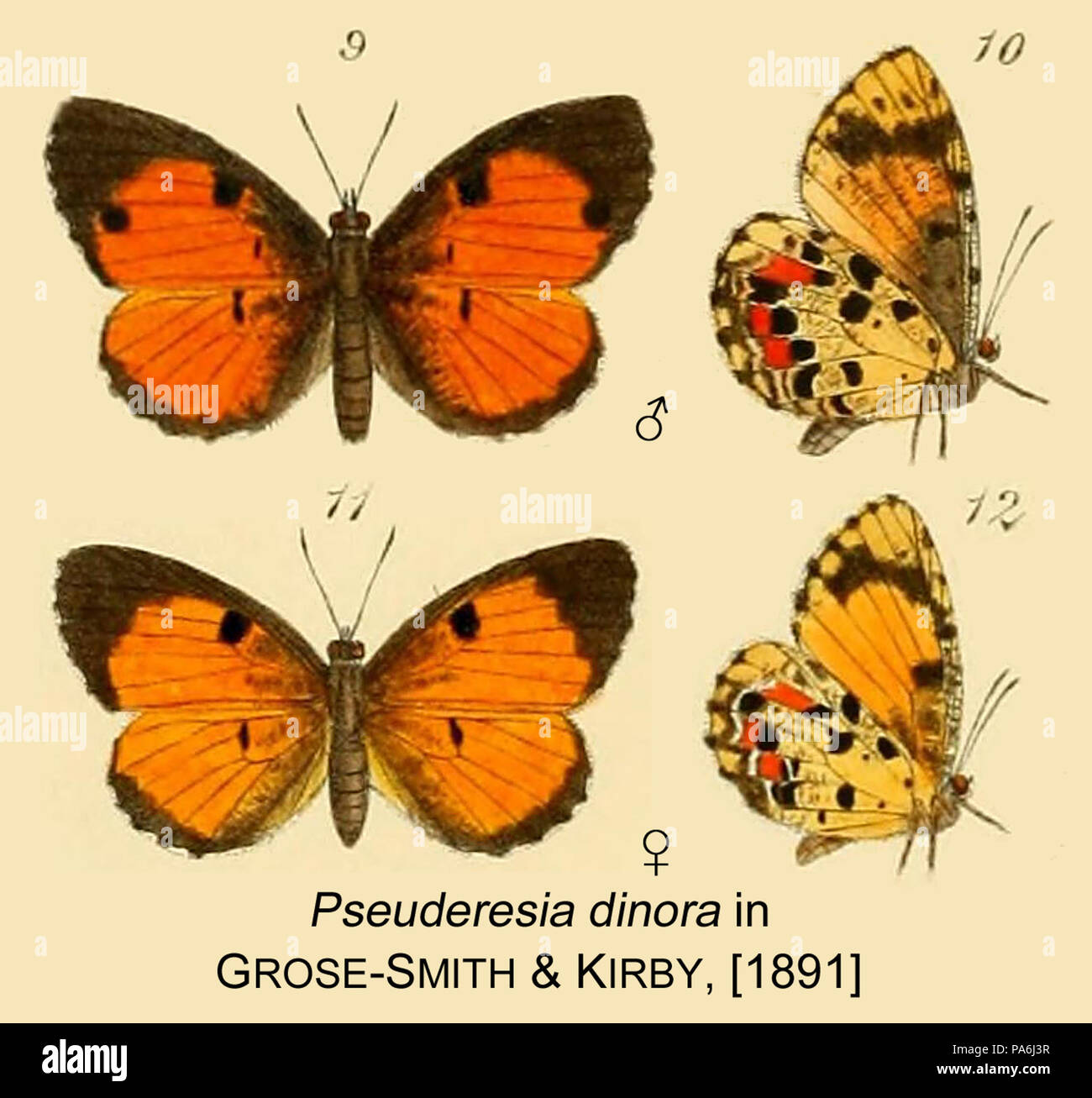 Dinora High Resolution Stock Photography and Images - Alamy