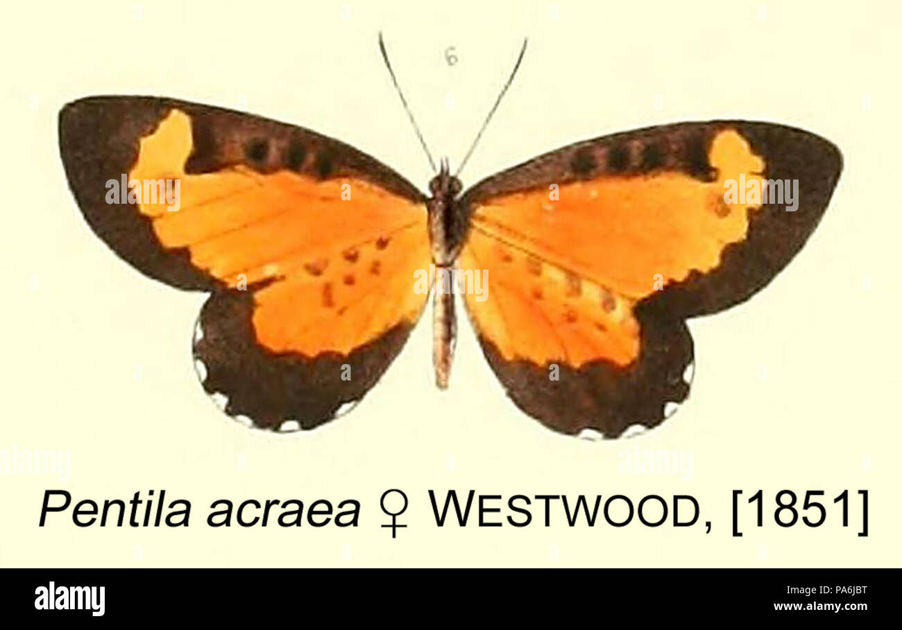 Acraea species hi-res stock photography and images - Alamy