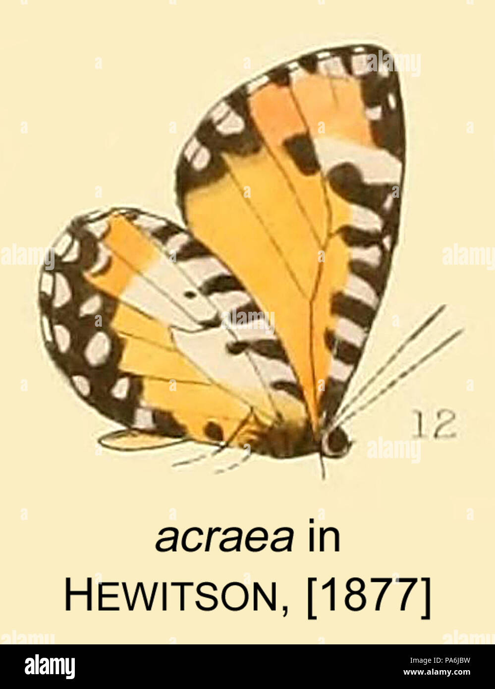 Acraea hi-res stock photography and images - Alamy