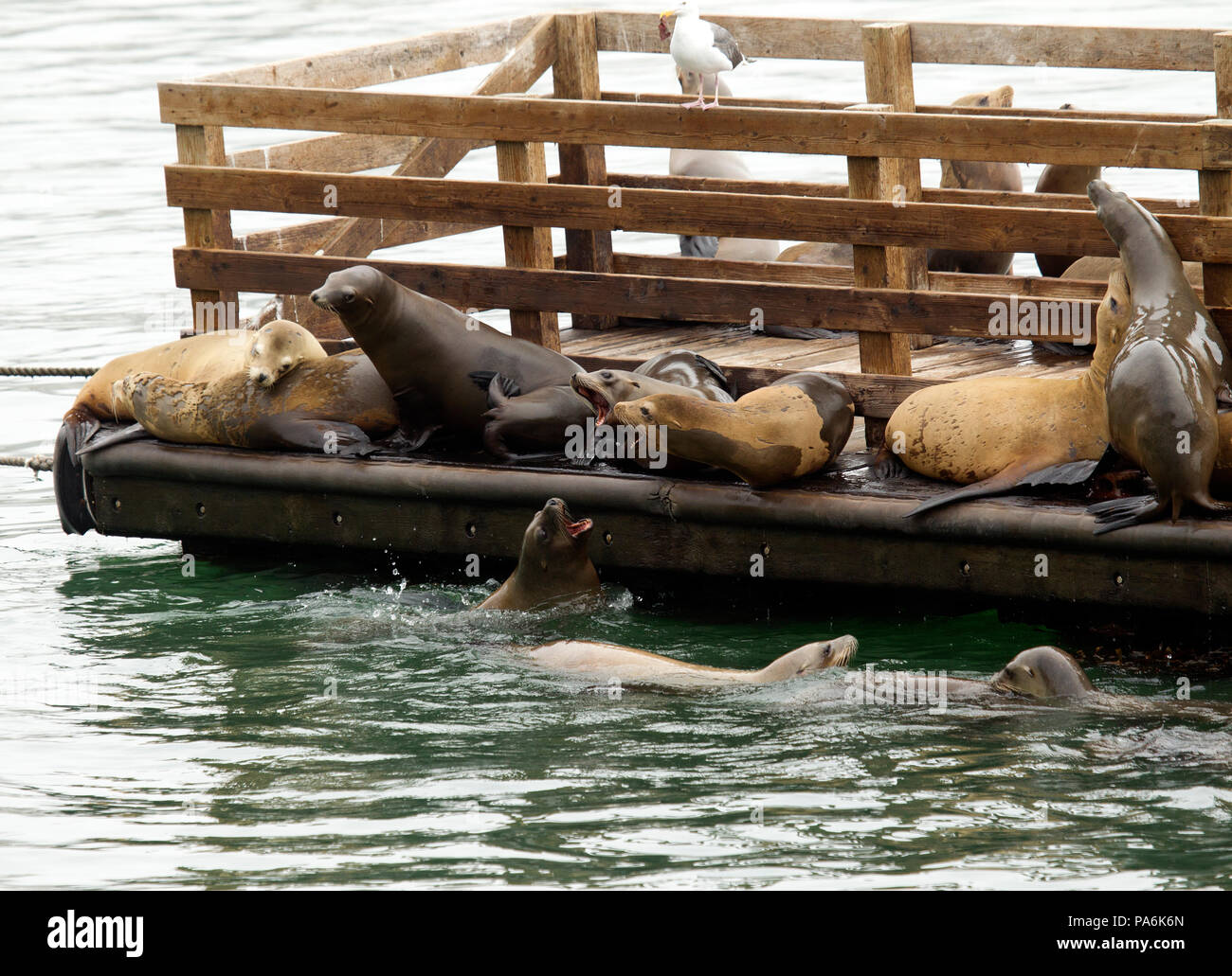 Sea Lions Hauled out on a Dock Stock Photo - Alamy