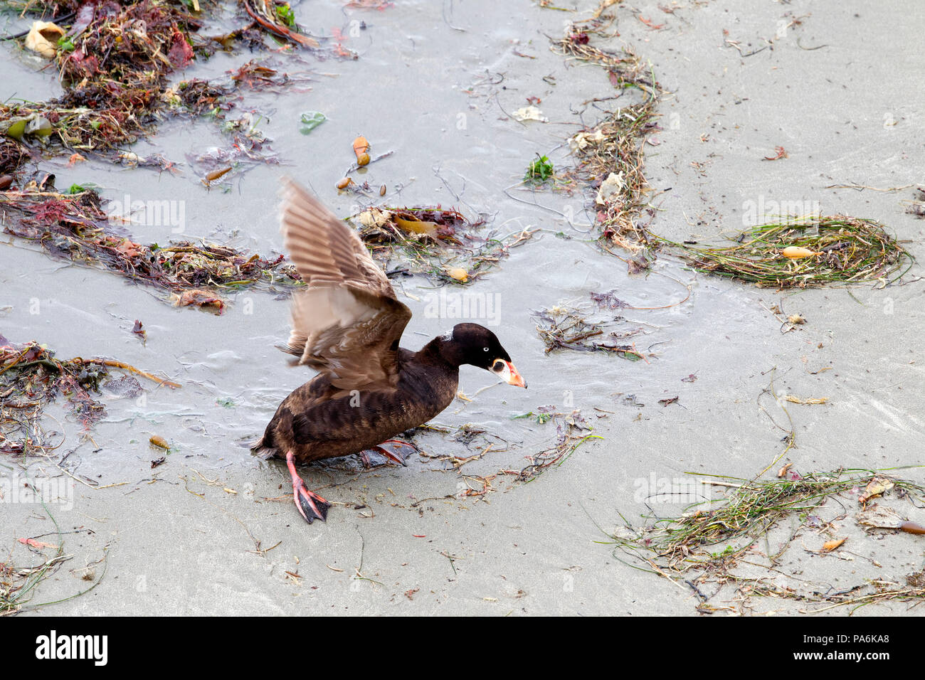 Immature male surf scoter hi-res stock photography and images - Alamy