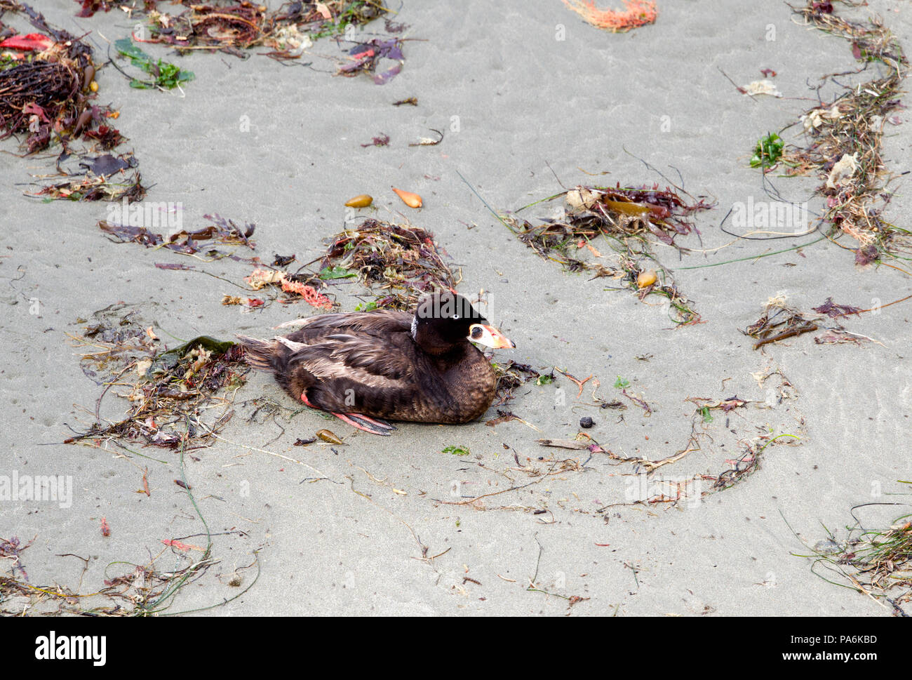 Immature male surf scoter hi-res stock photography and images - Alamy
