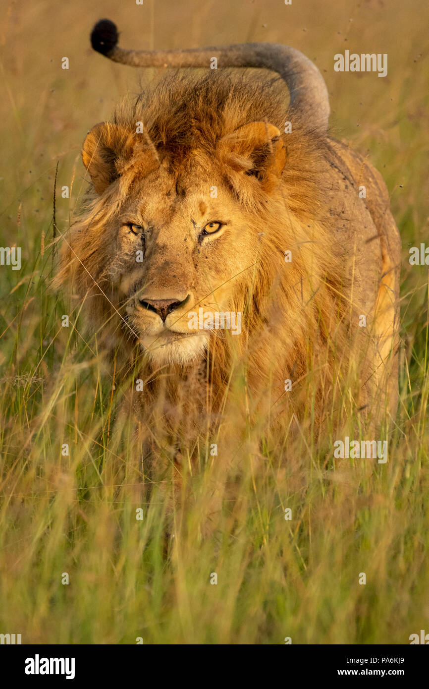 Adult male maned lion charging in grassland in the Masai Mara game ...