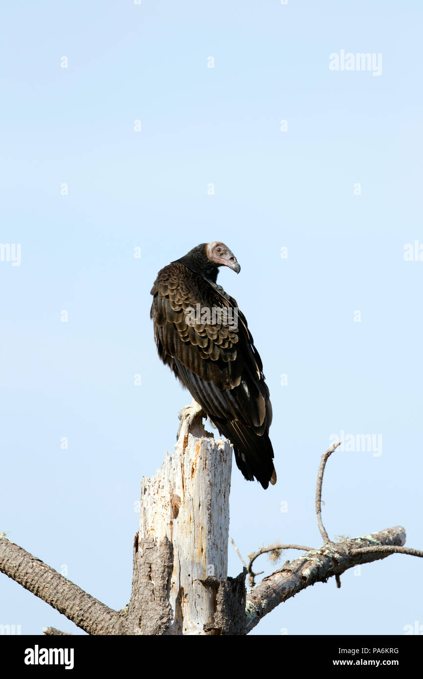 Immature turkey vulture hi-res stock photography and images - Alamy