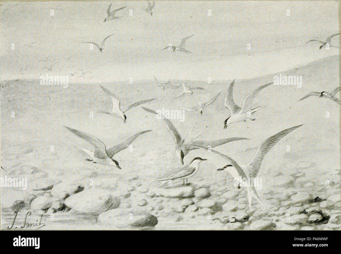 Kindness of birds hi-res stock photography and images - Alamy
