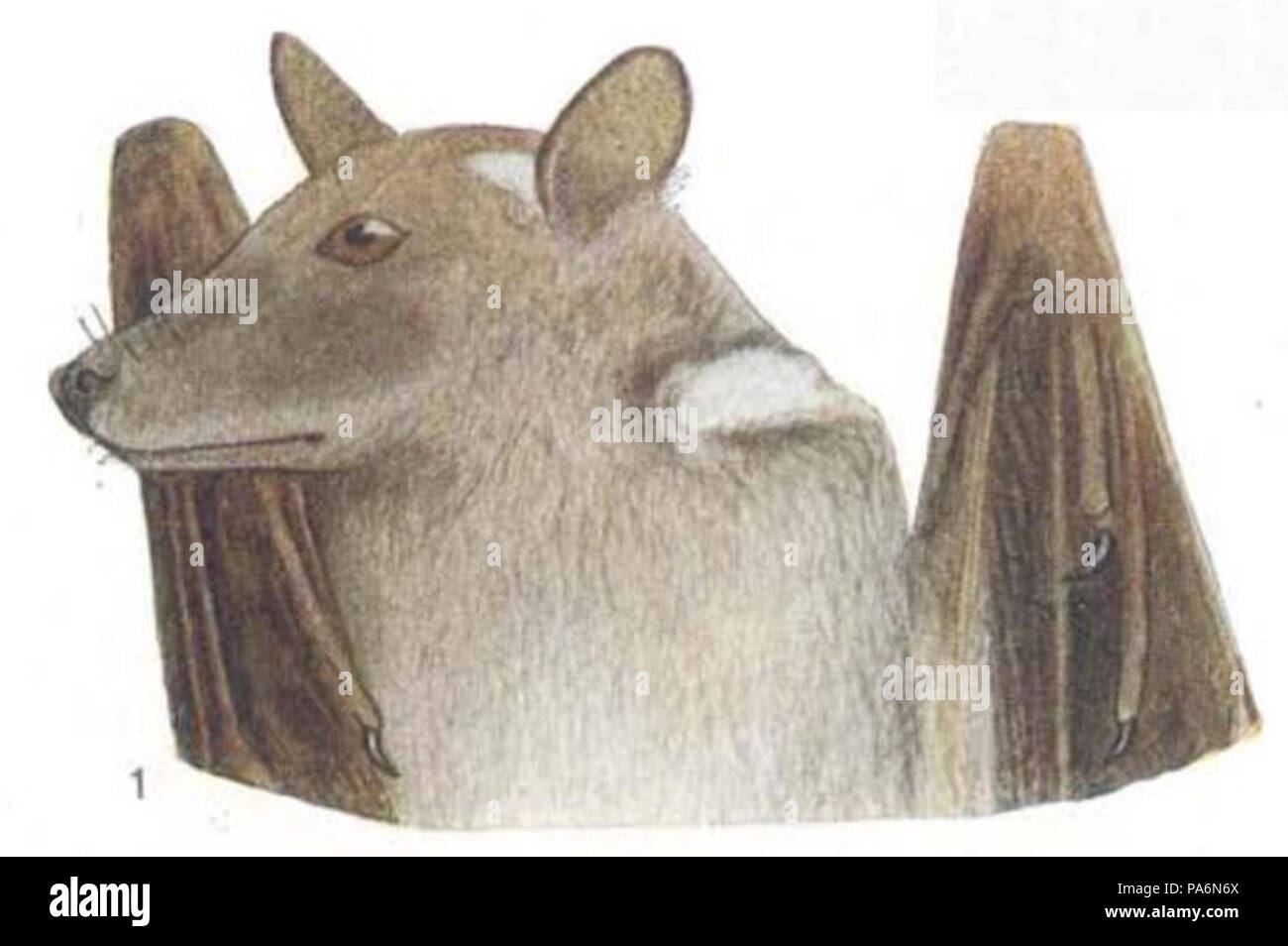 Epomophorus labiatus hi-res stock photography and images - Alamy