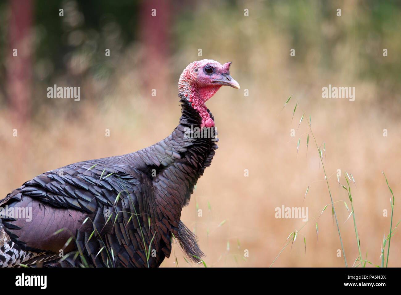 Wild Turkey Portrait Stock Photo - Alamy