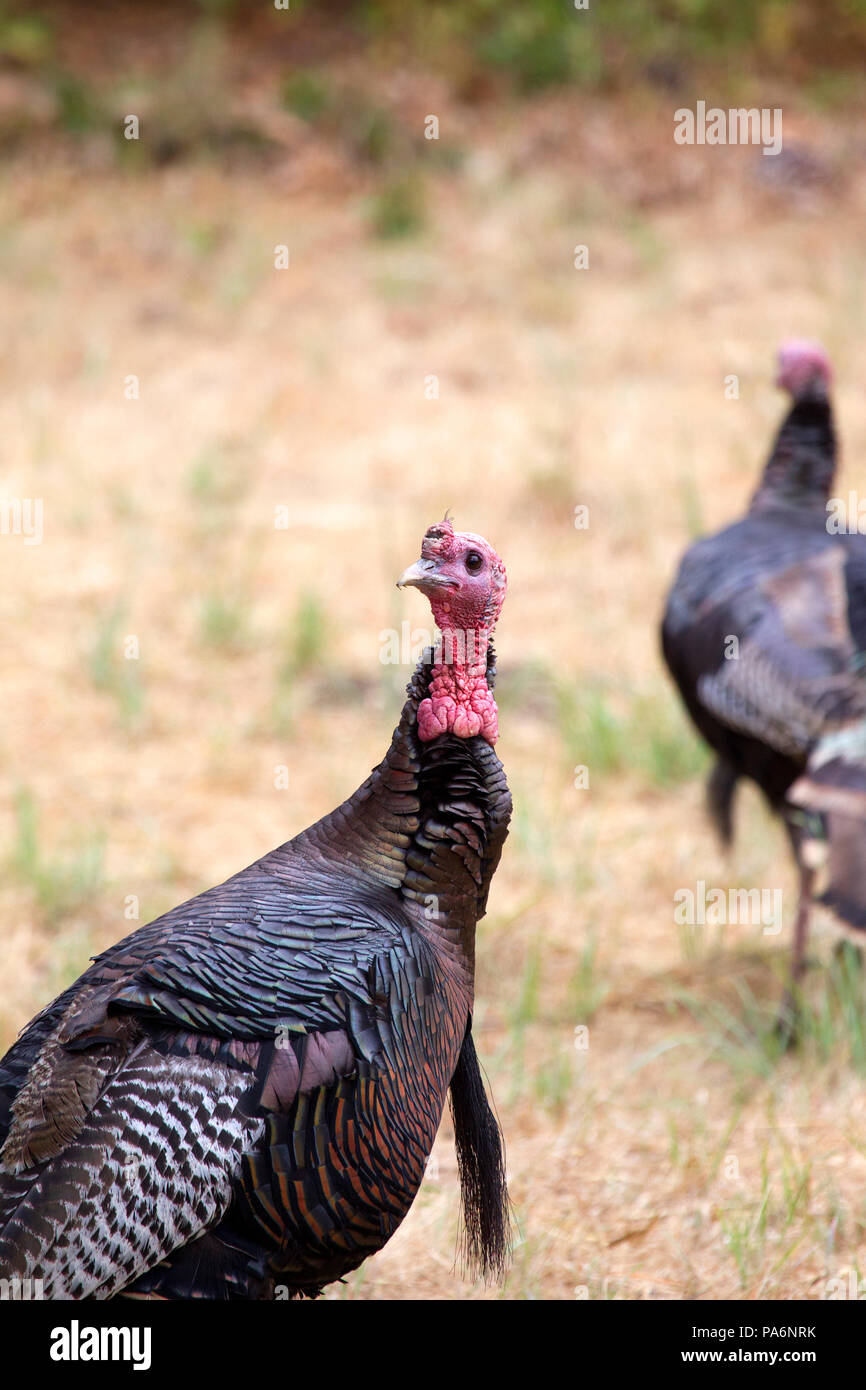 Wild Turkey Portrait Stock Photo - Alamy
