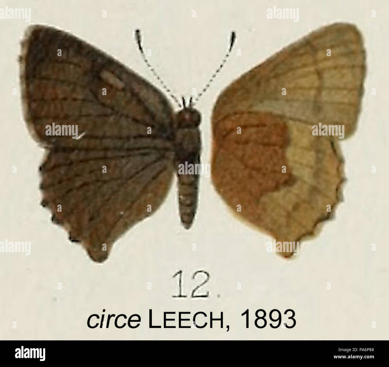 Circes hi-res stock photography and images - Alamy