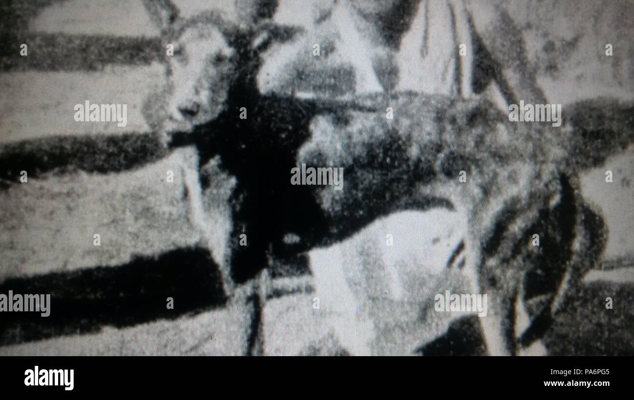 121 Malayeri dog malaipatti tamilnadu kerla border extinct indian breed ...