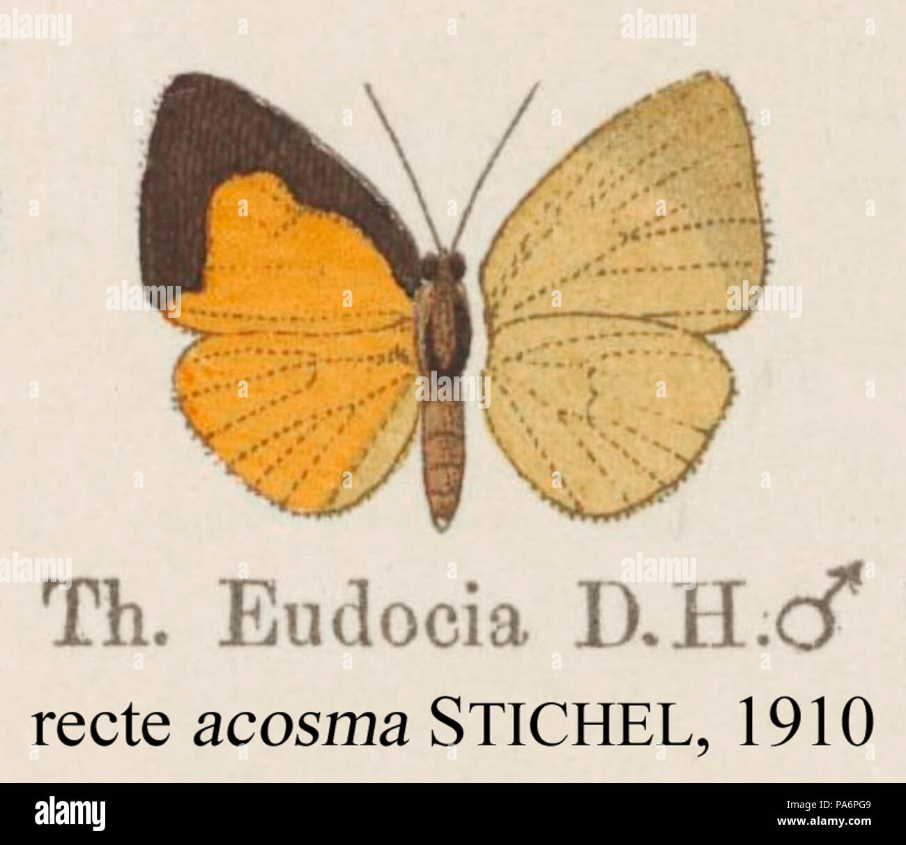 Eudocia hi-res stock photography and images - Alamy