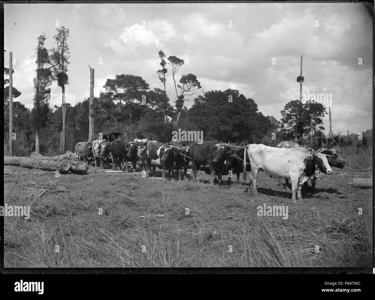 9 A bullock team at Christie's Bush, near Christie's Mill, Hikurangi ...