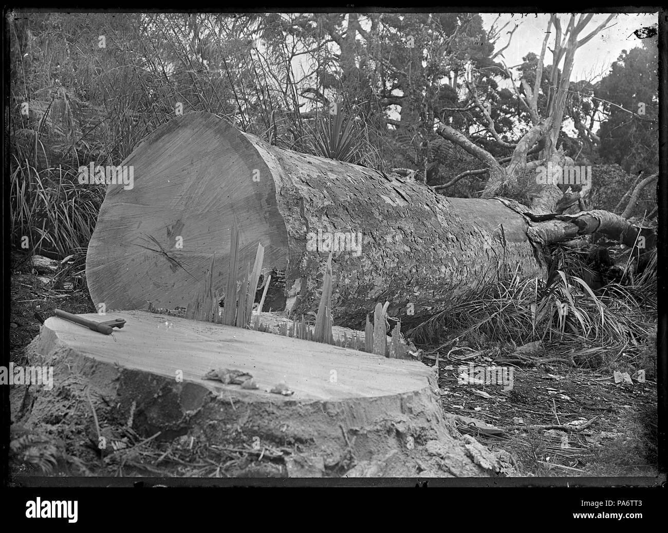 9 A kauri tree which has just been felled. ATLIB 293486 Stock Photo - Alamy