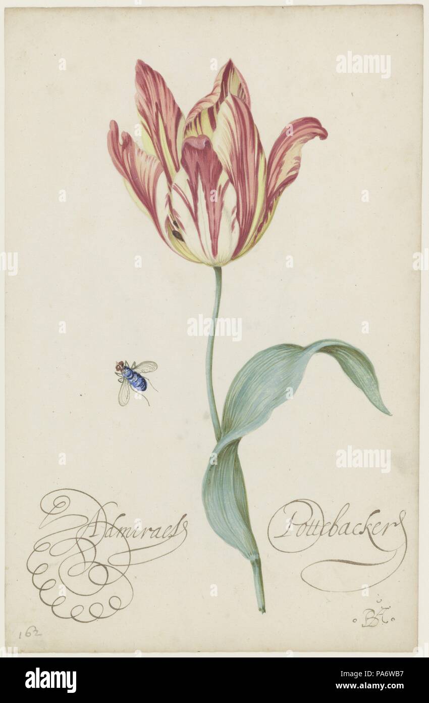 Study of a tulip (Admiral Pottebacker) and a fly. Museum: Fondation ...
