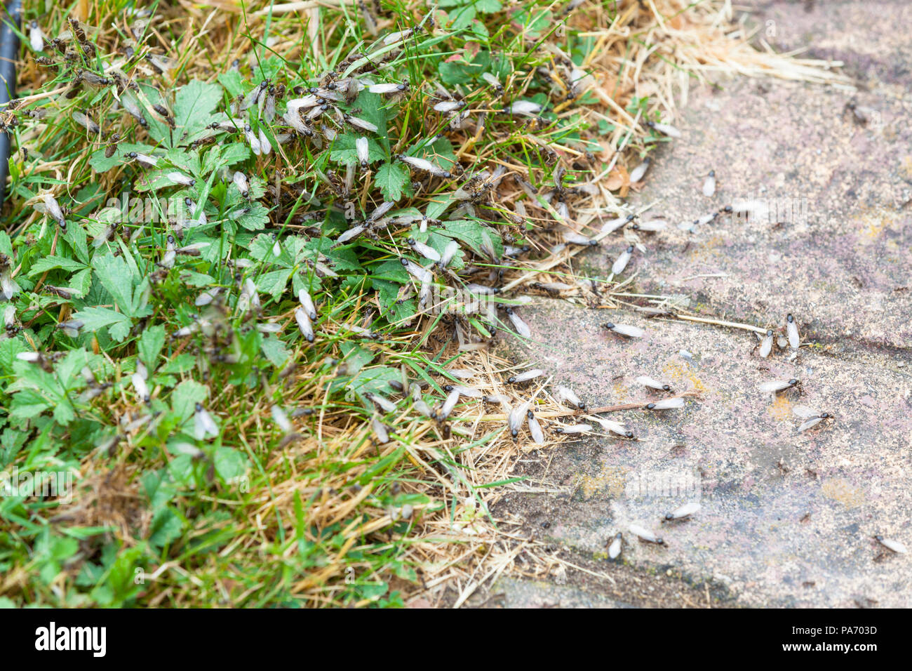 Flying ants house hi-res stock photography and images - Alamy