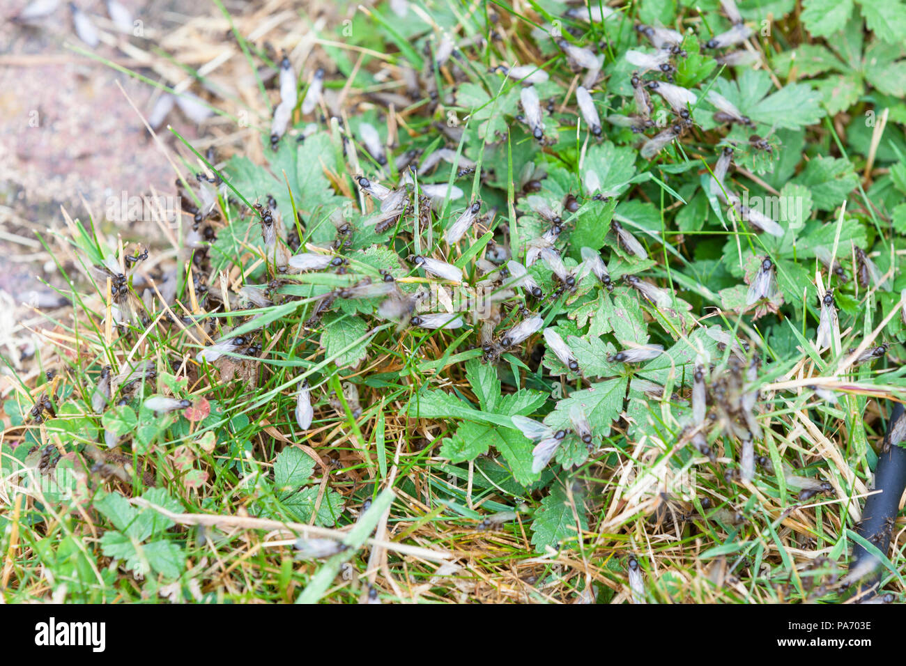 Flying ants house hi-res stock photography and images - Alamy