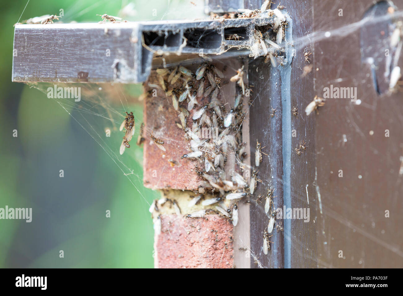 Ashford, Kent, UK. 20th Jul, 2018. An infestation of flying ants in the ...