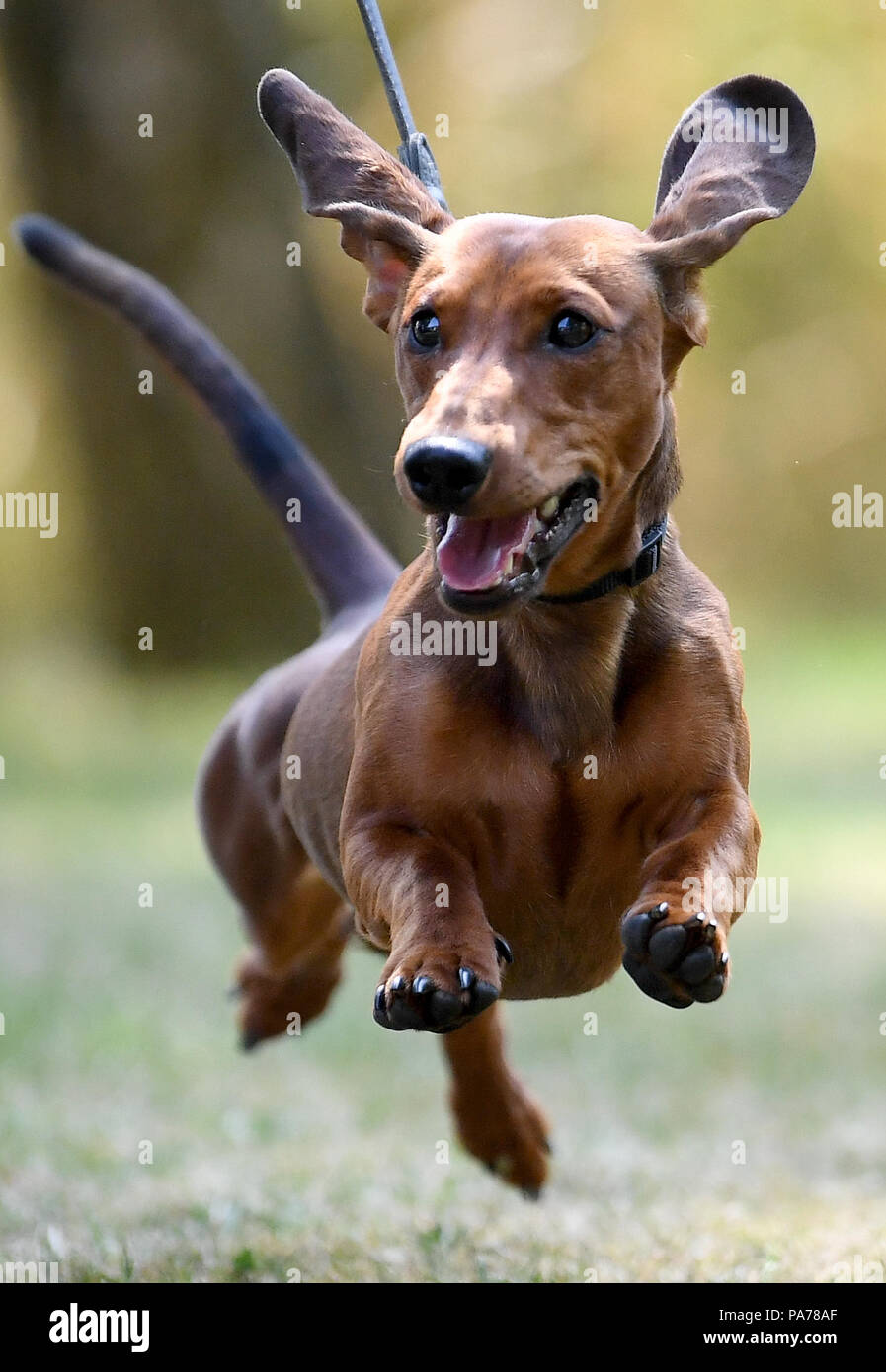 Short haired dachshund hi-res stock photography and images - Alamy