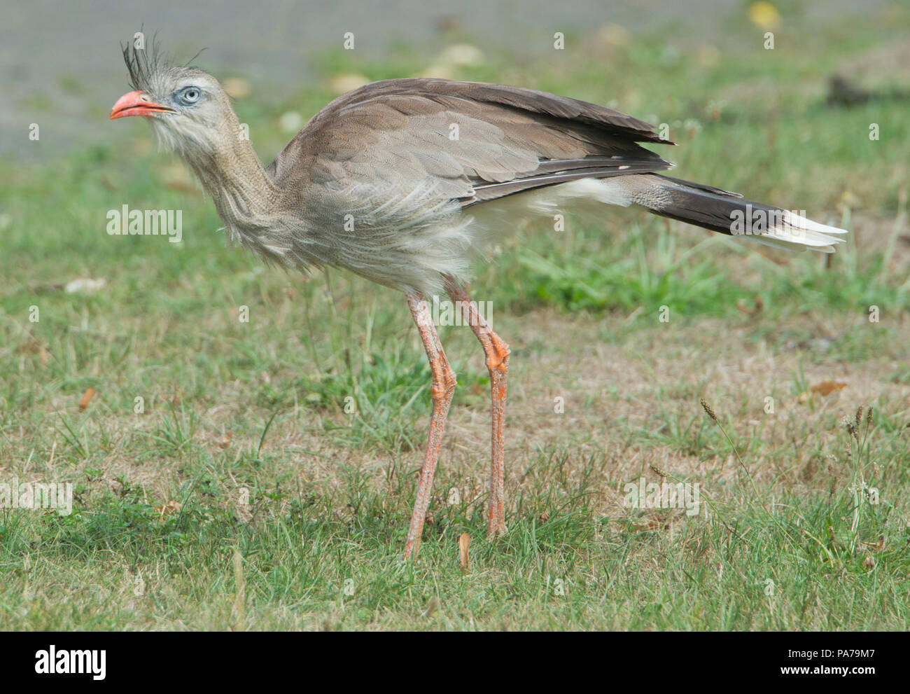 18 July 2018, Germany, Stralsund: A South American red-legged seriema ...