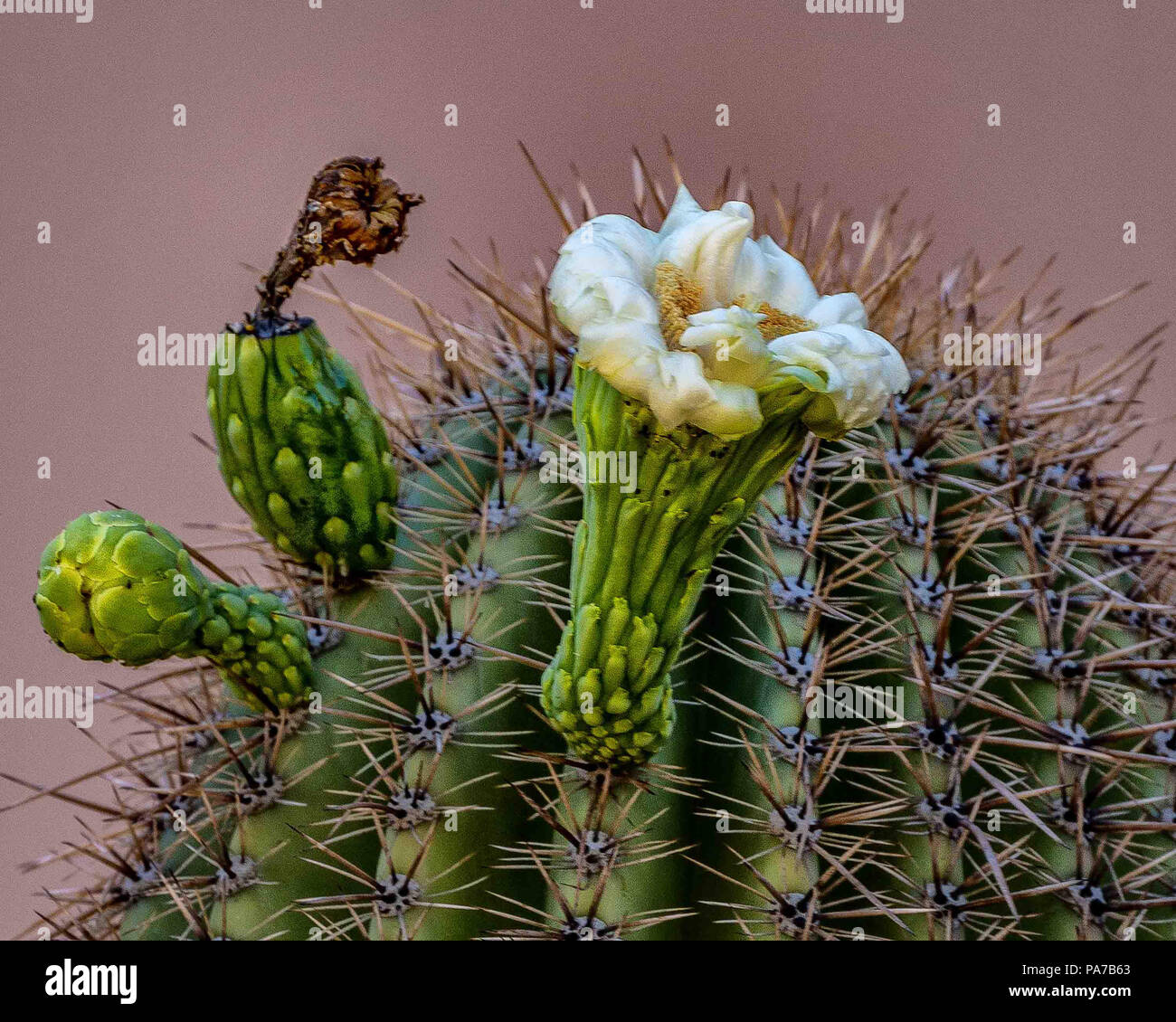 Arizona, USA. 28th May, 2018. The white waxy blossom of the giant ...