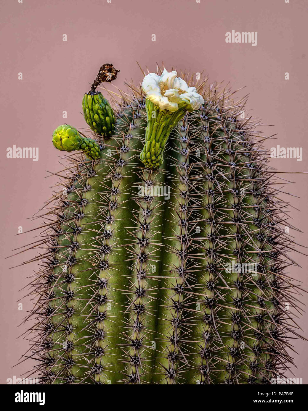 Arizona, USA. 28th May, 2018. The white waxy blossom of the giant ...