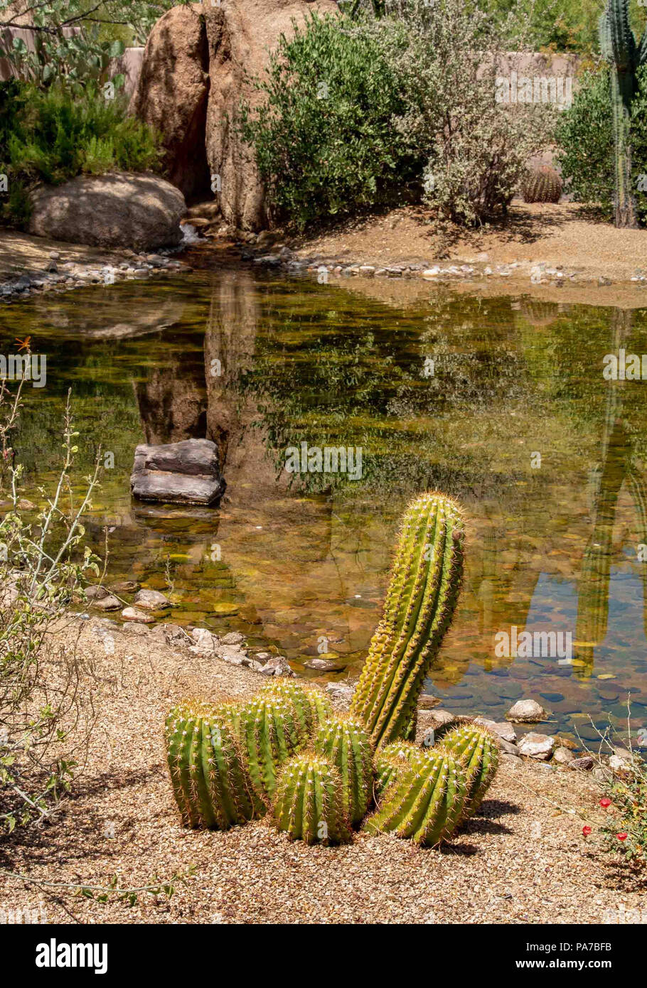 May 27, 2018 - Arizona, US - A barrel cactus close-by a small pond in ...