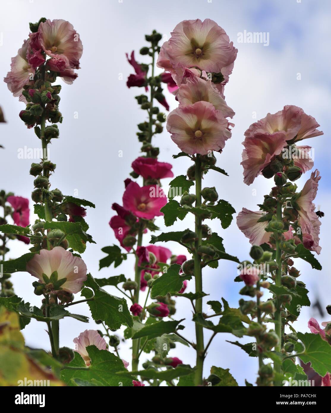 Pink hollyhocks hi-res stock photography and images - Alamy