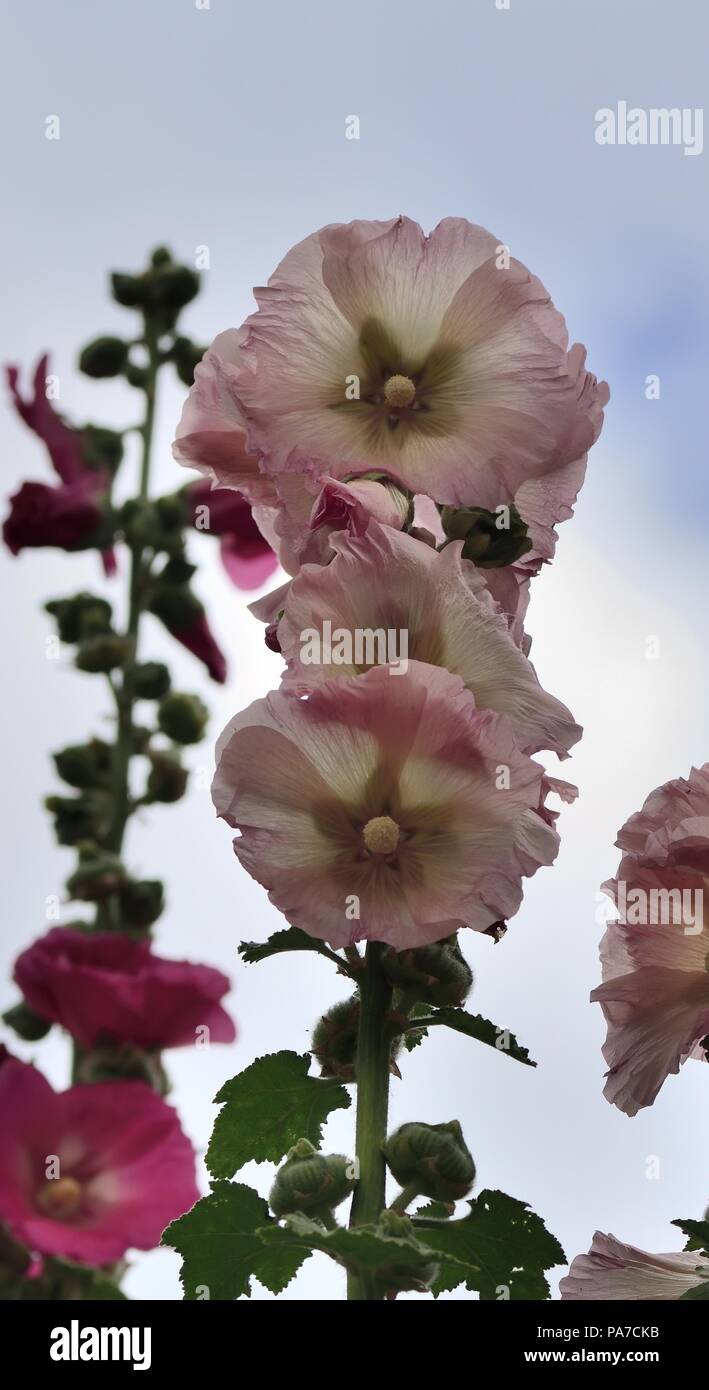 Pink hollyhocks hi-res stock photography and images - Alamy