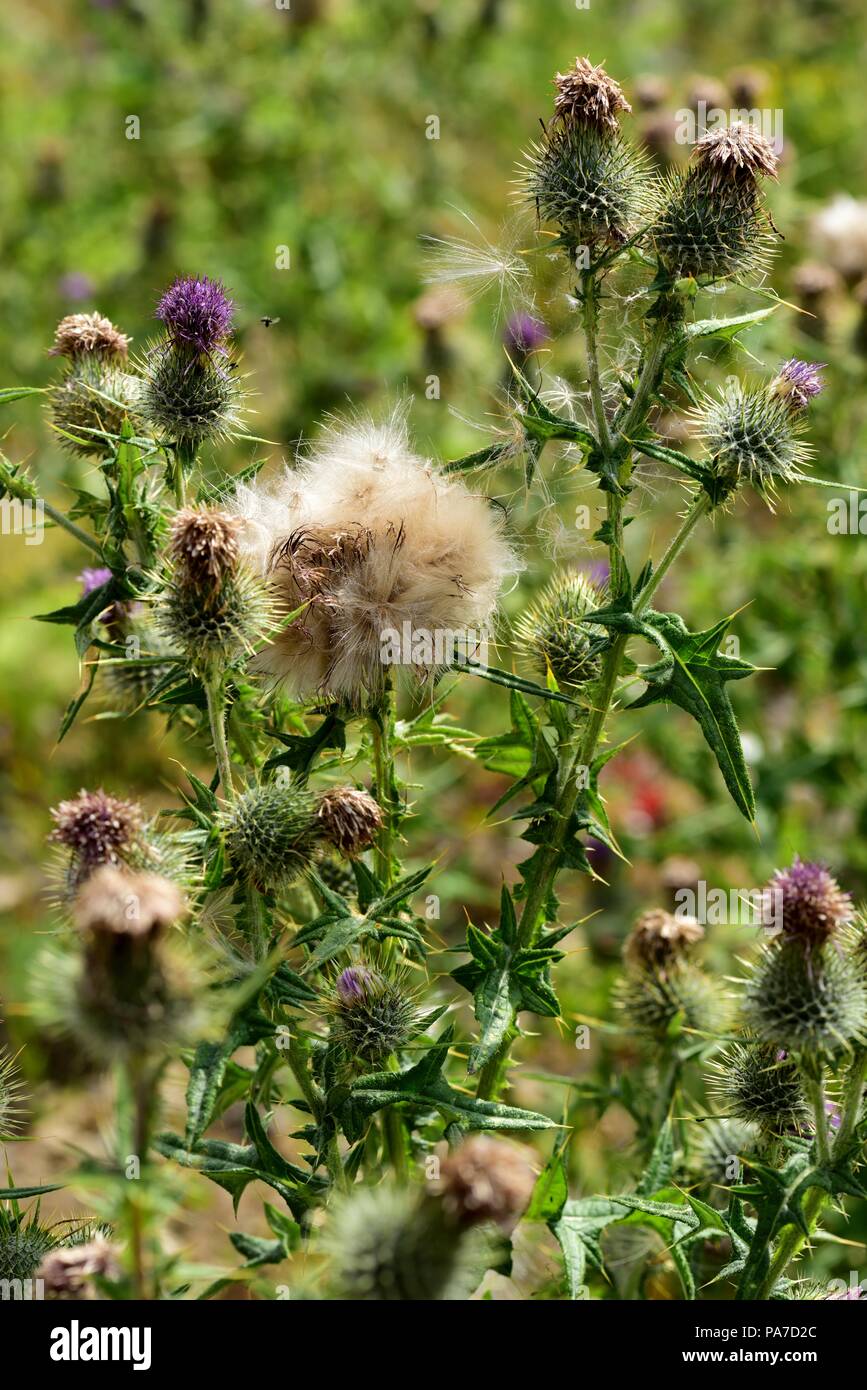 Thistle seed hi-res stock photography and images - Alamy