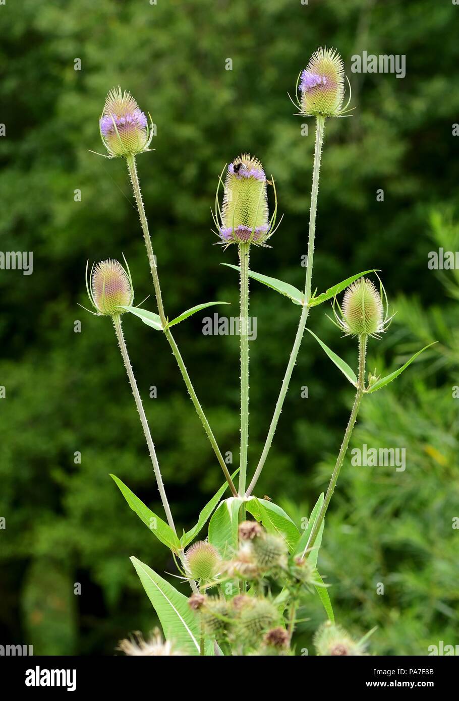 Common Teasle in flower Stock Photo - Alamy