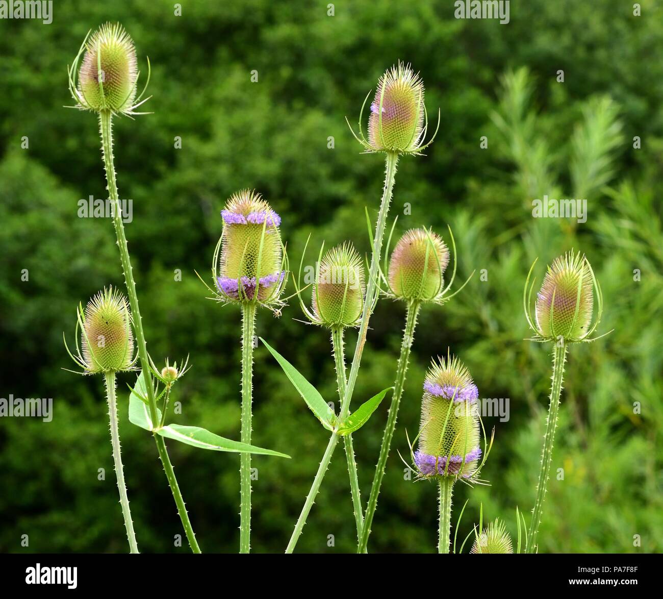 Teasle High Resolution Stock Photography and Images - Alamy