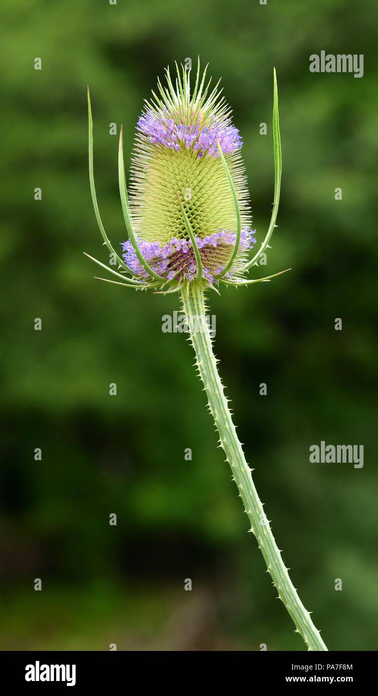 Common Teasle in flower Stock Photo - Alamy