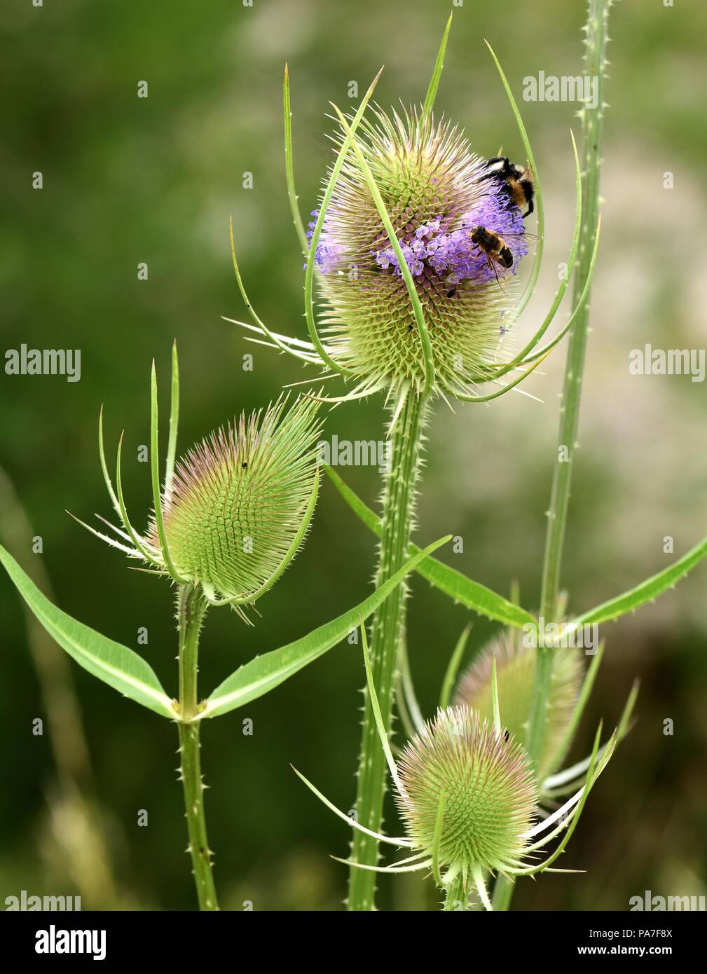 Teasle High Resolution Stock Photography and Images - Alamy