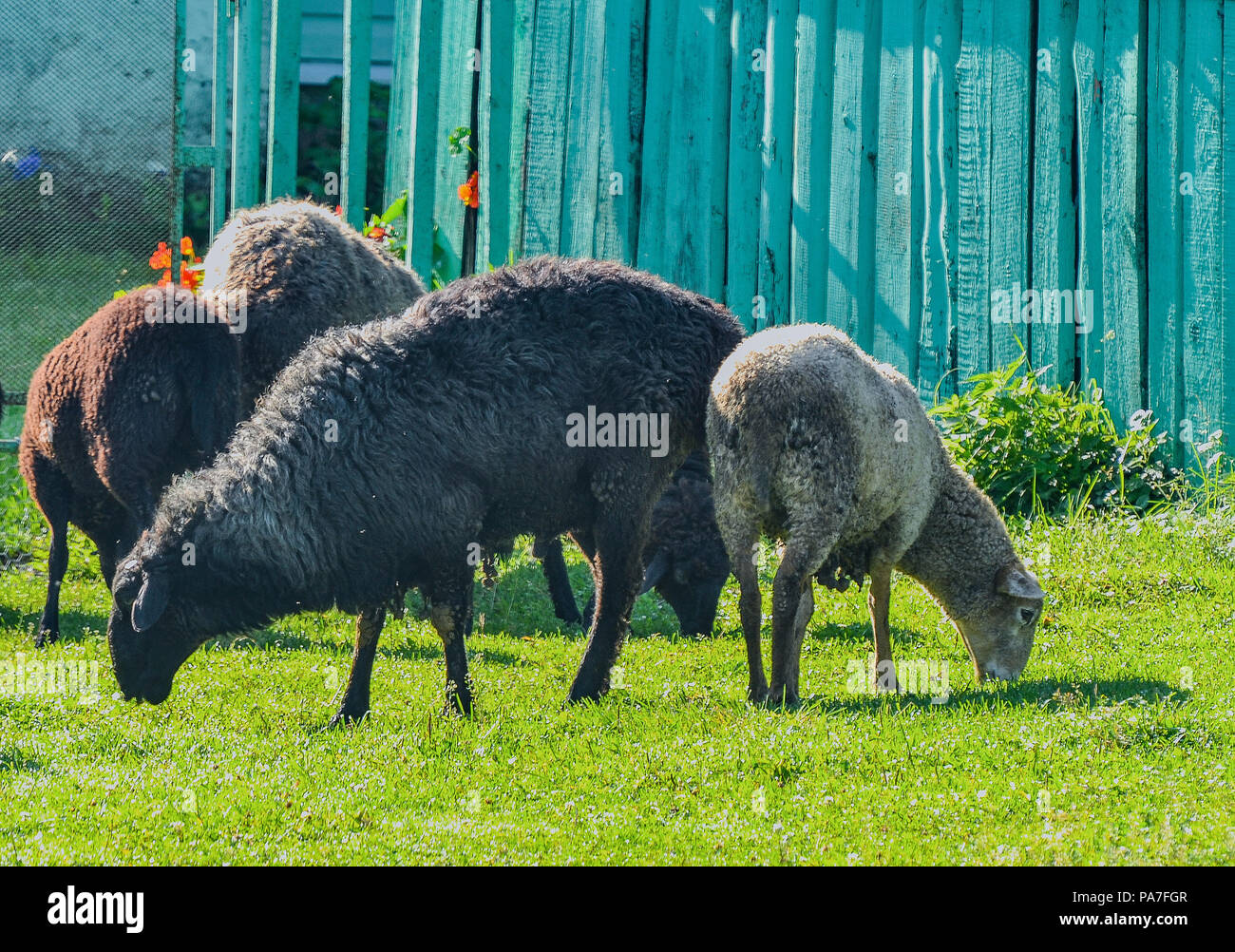 Long legged sheep hi-res stock photography and images - Alamy