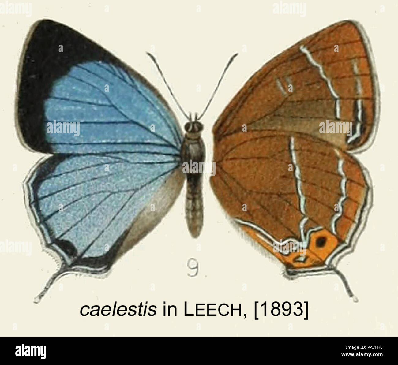 Caelestis hi-res stock photography and images - Alamy